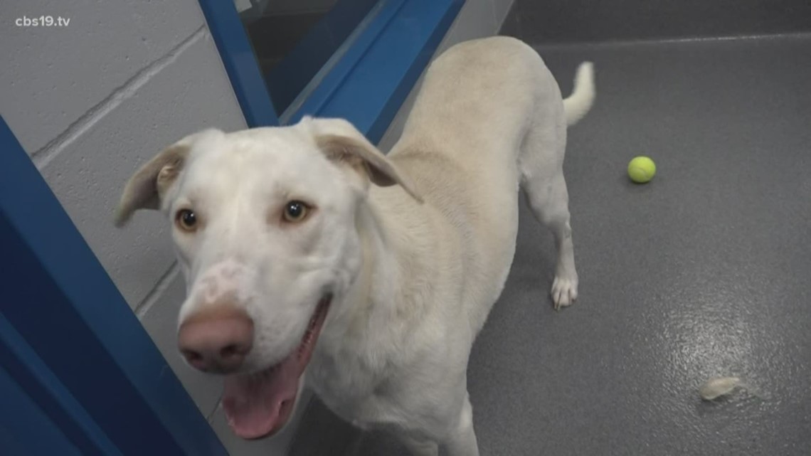 Tyler Animal Services offer free adoptions in July with donations ...