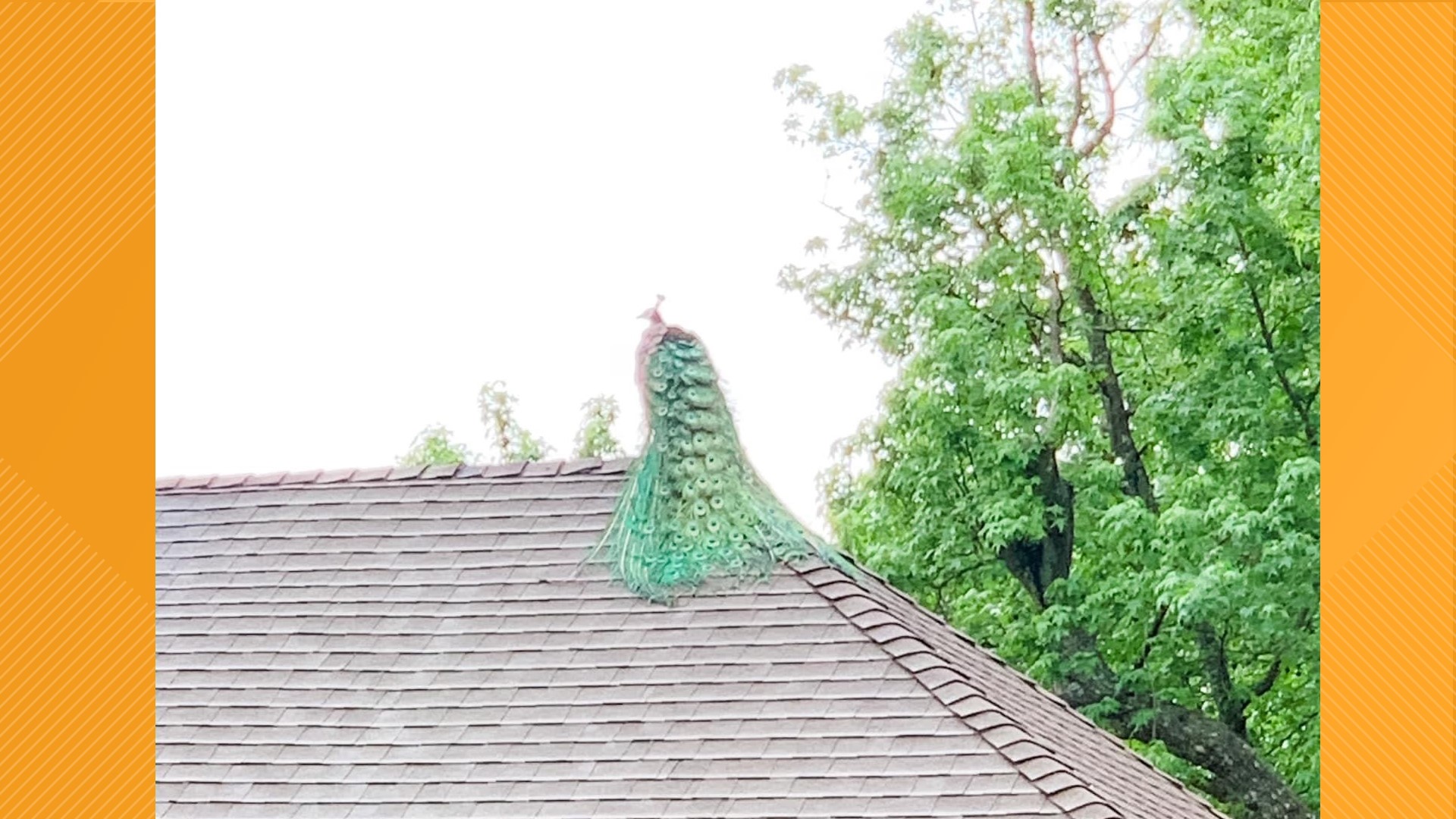 Have you seen Kevin? Lost peacock makes a name for himself in East ...