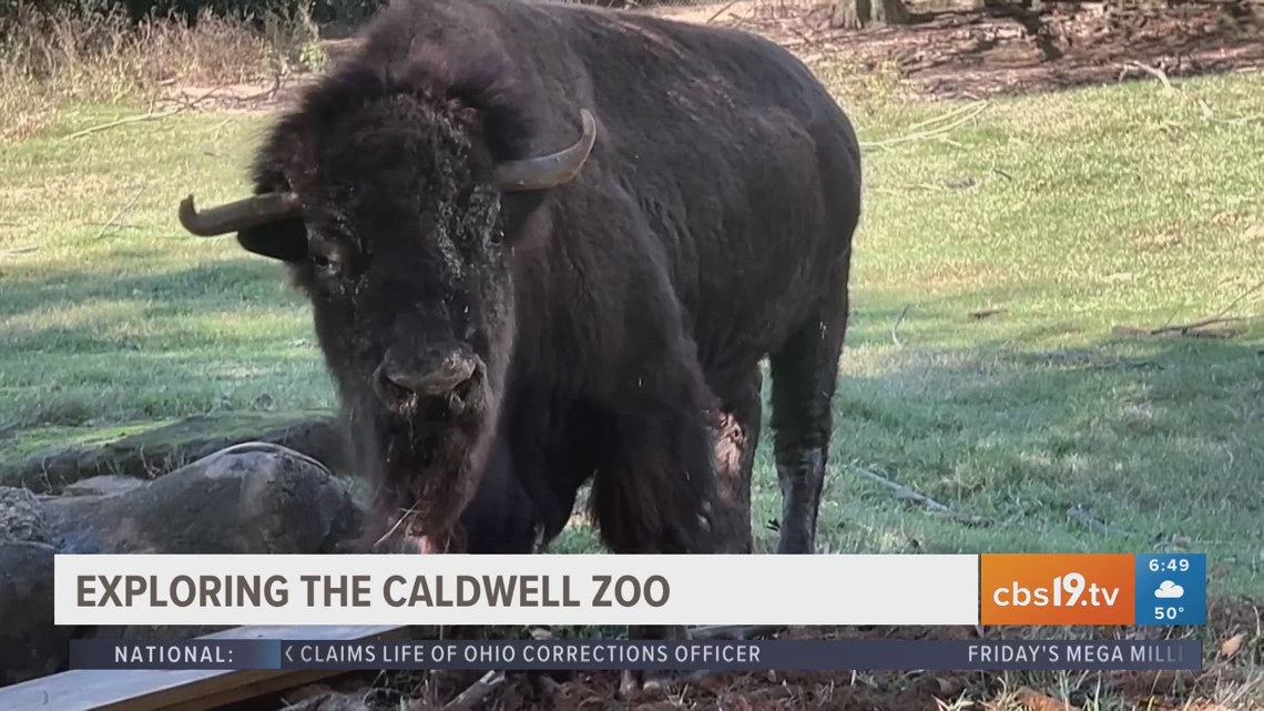 EXPLORING CALDWELL ZOO: How bison are building back | cbs19.tv