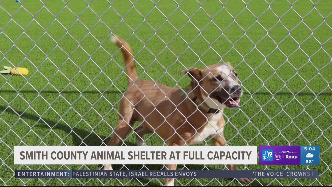 Smith County Animal Shelter in need of adoptions | cbs19.tv