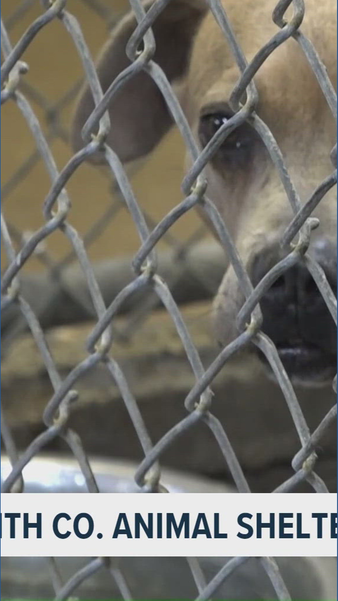 Smith County animal shelter policy changes spark debate with rescue ...