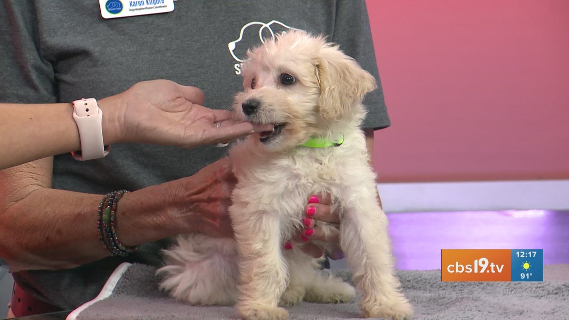 TUESDAY TAILS: Meet Davida from the SPCA of East Texas | cbs19.tv