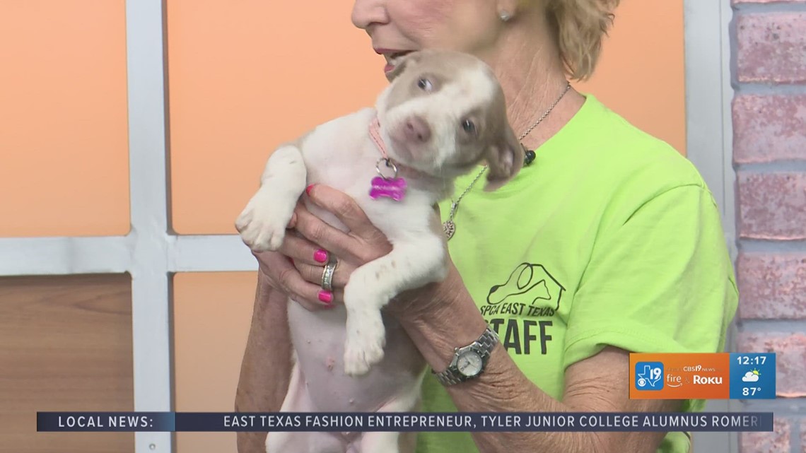 TUESDAY TAILS: Meet Brittany from SPCA of East Texas | cbs19.tv