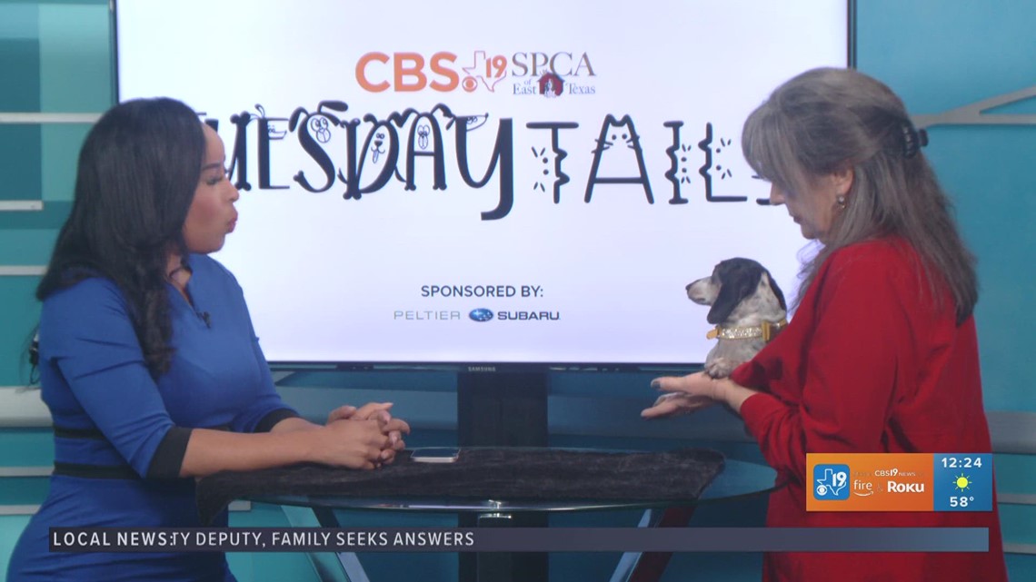 TUESDAY TAILS: Meet Bonnie Blue from SPCA of East Texas | cbs19.tv