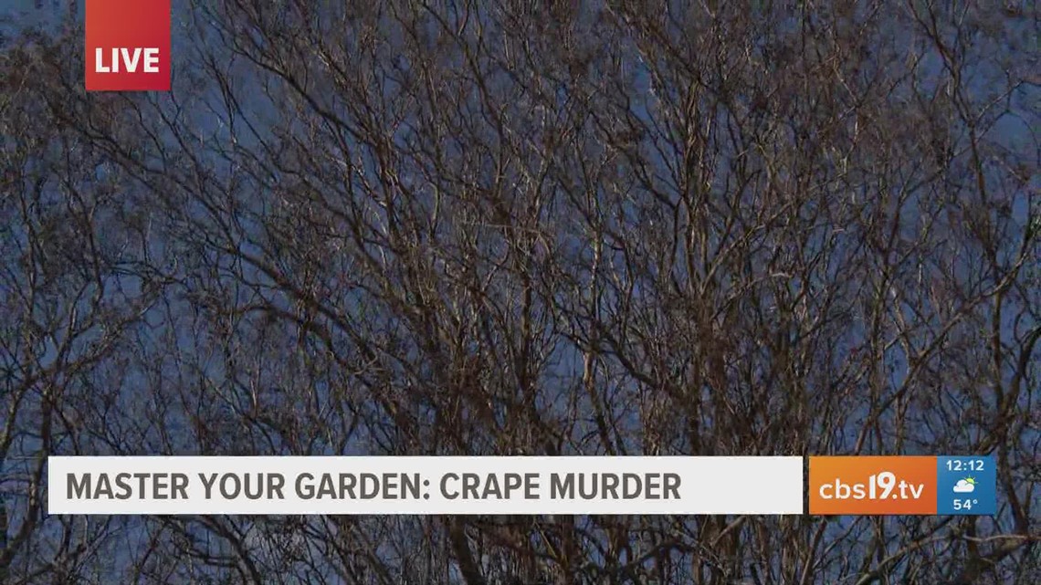 Don't commit 'Crape Murder' | cbs19.tv