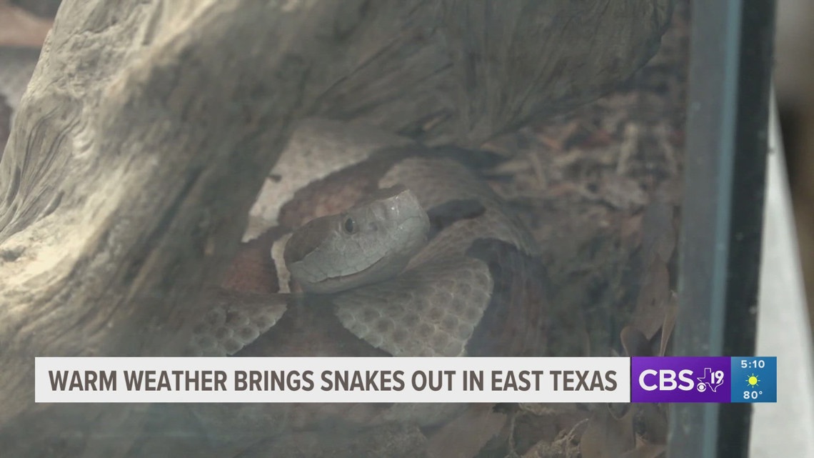 Warm weather in East Texas brings abundance of snakes | cbs19.tv