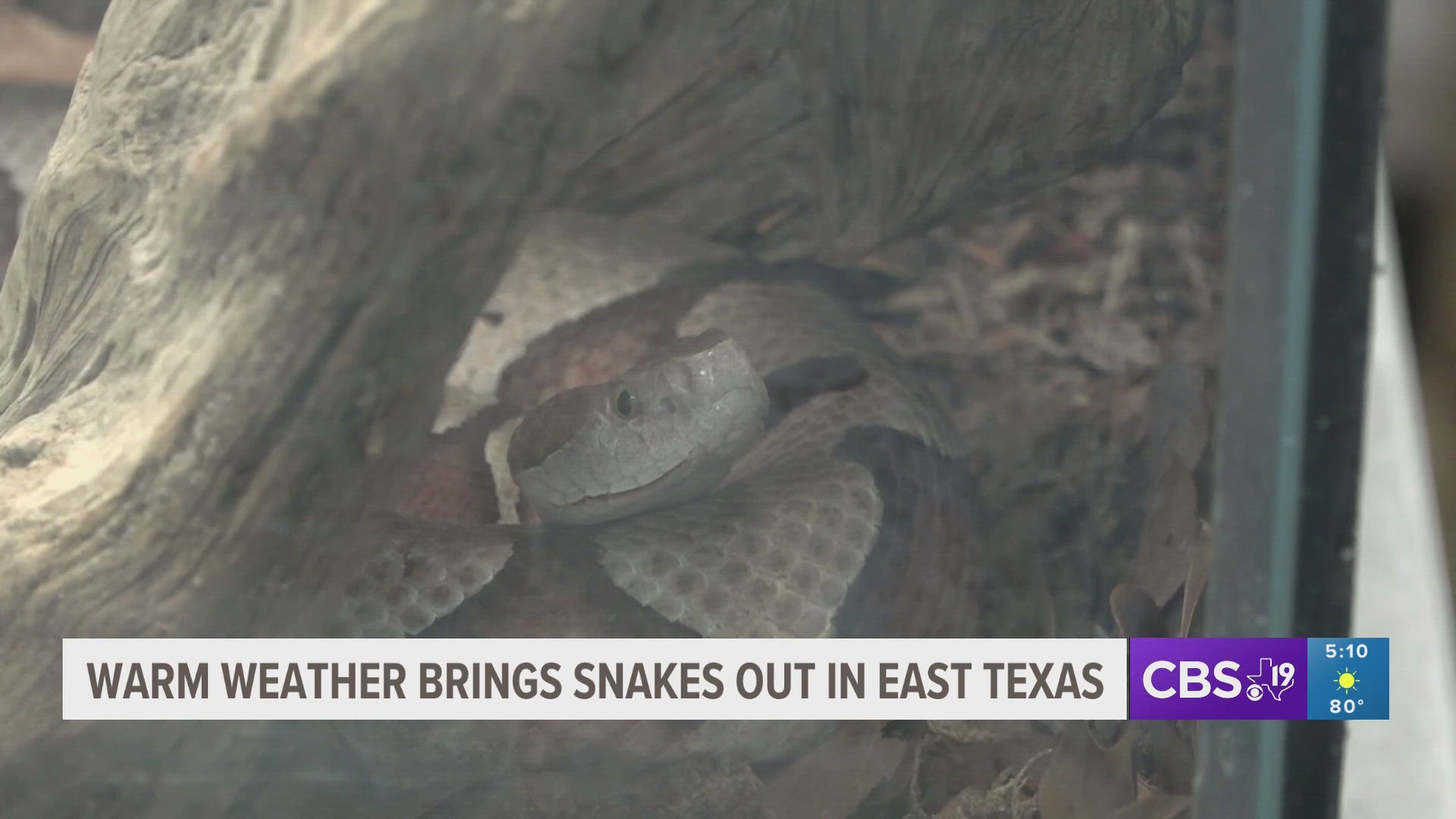 Warm weather in East Texas brings abundance of snakes | cbs19.tv