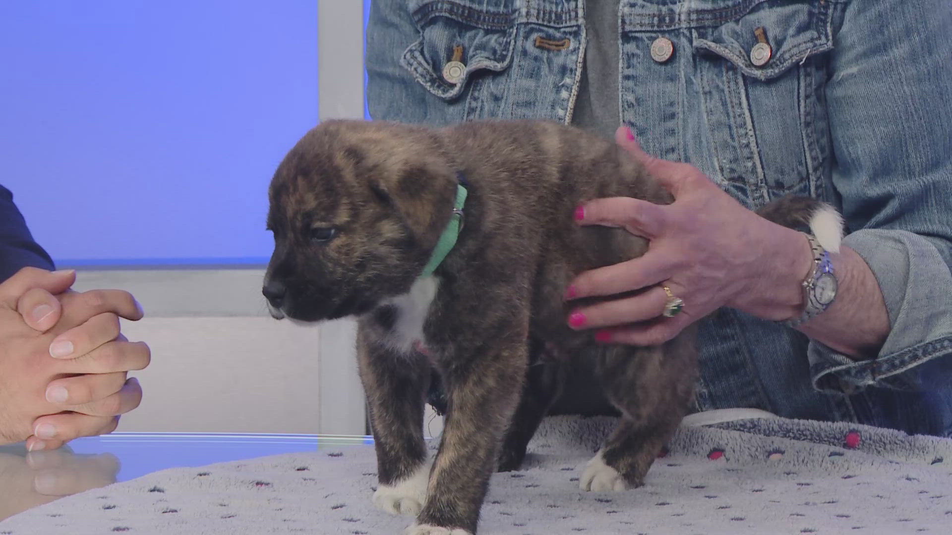 TUESDAY TAILS: Meet Evan from the SPCA of East Texas | cbs19.tv