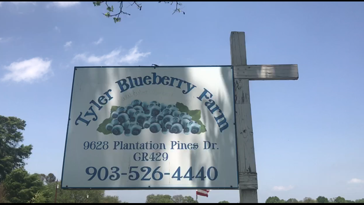 Berry farm blooms under new family ownership | cbs19.tv