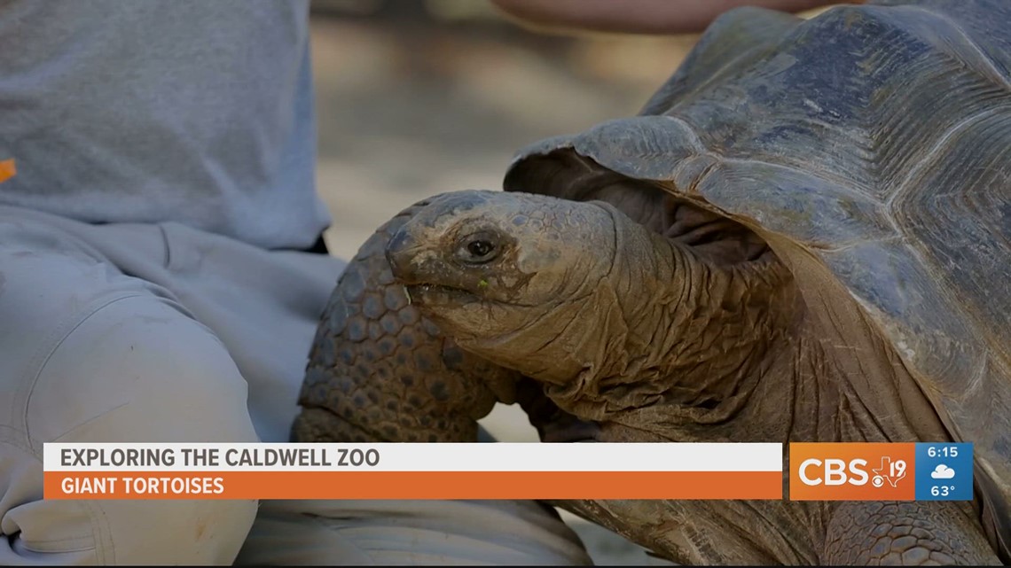 Learning about Aldabra giant tortoises | cbs19.tv