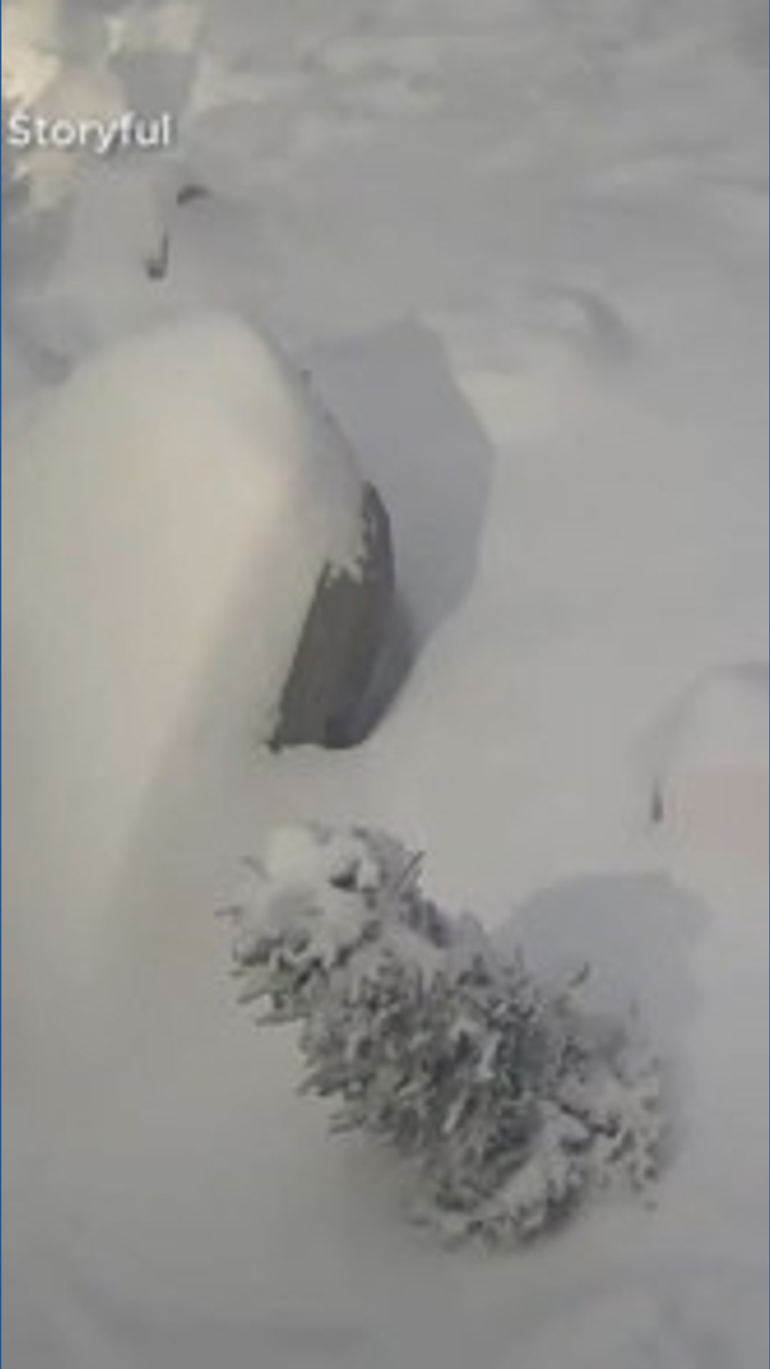 Polar bear chills out in fresh snow at the zoo | cbs19.tv