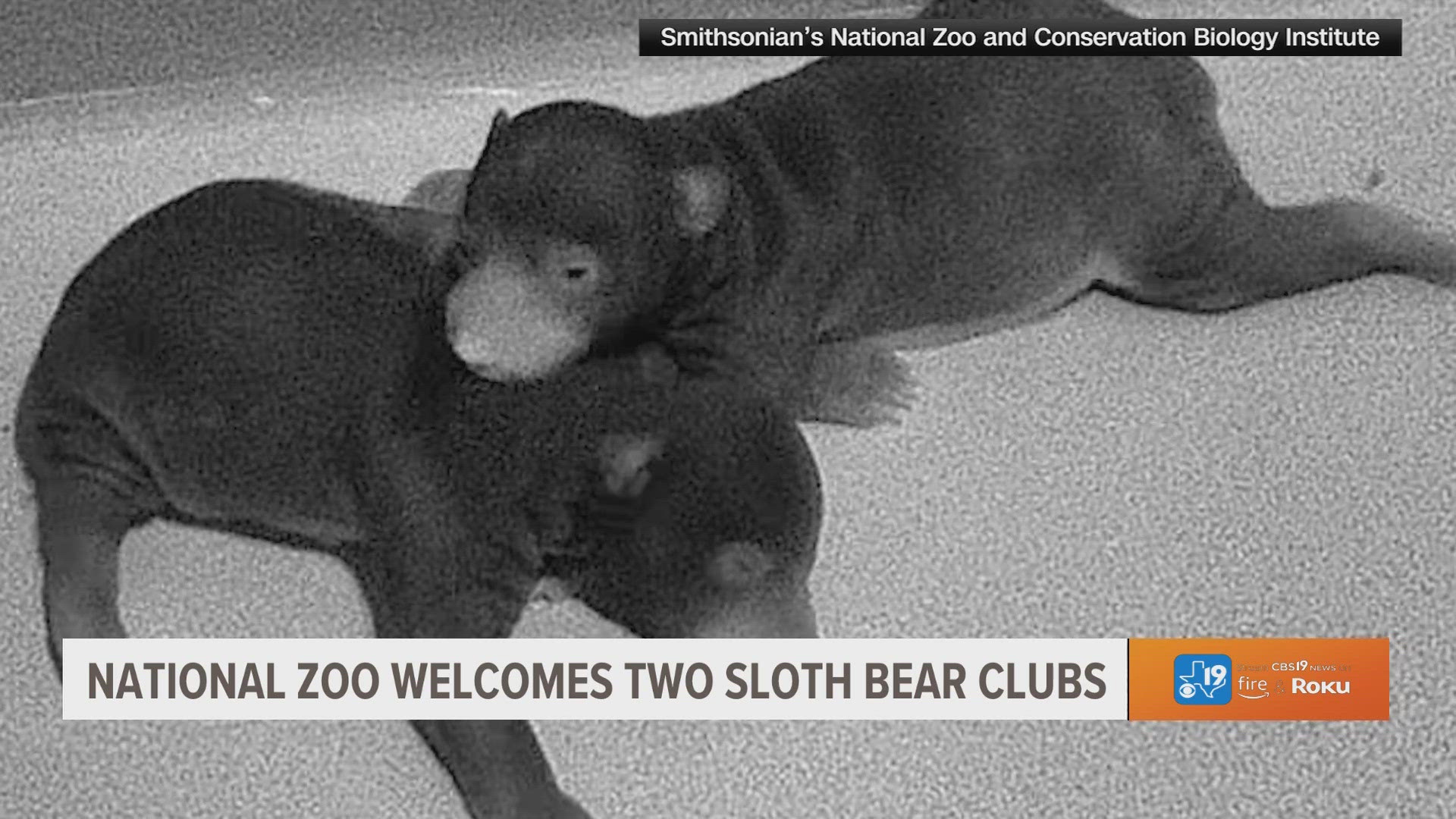 National Zoo welcomes two sloth bear cubs | cbs19.tv