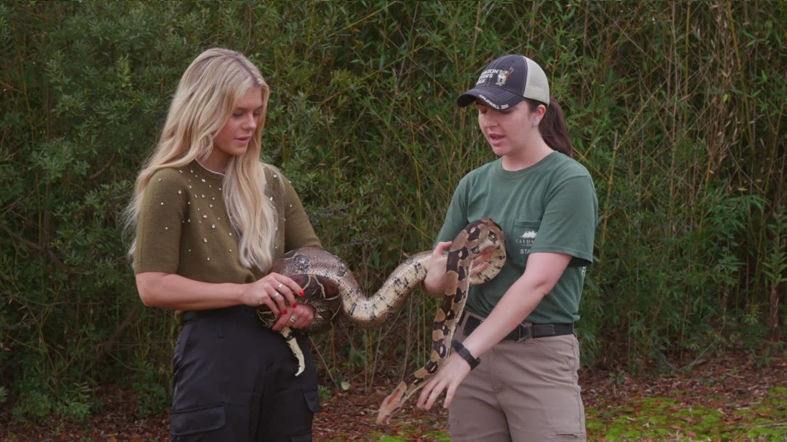 EXPLORING CALDWELL ZOO: Dudley the Boa shows how boa constrictors ...