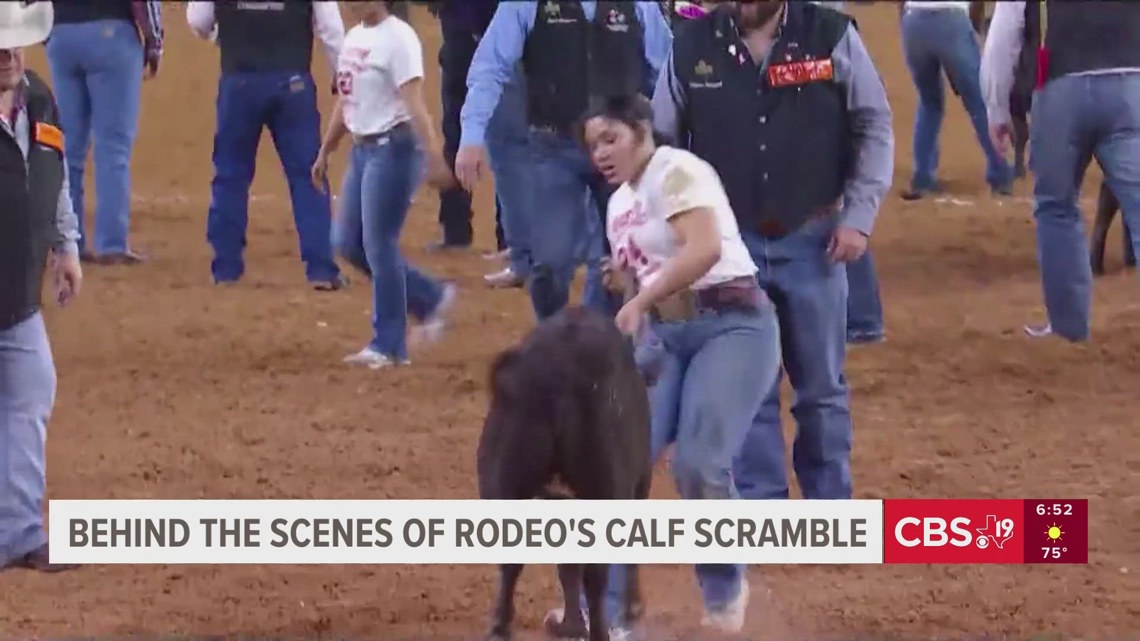 Behind the scenes of the Houston Rodeo's Calf Scramble | cbs19.tv
