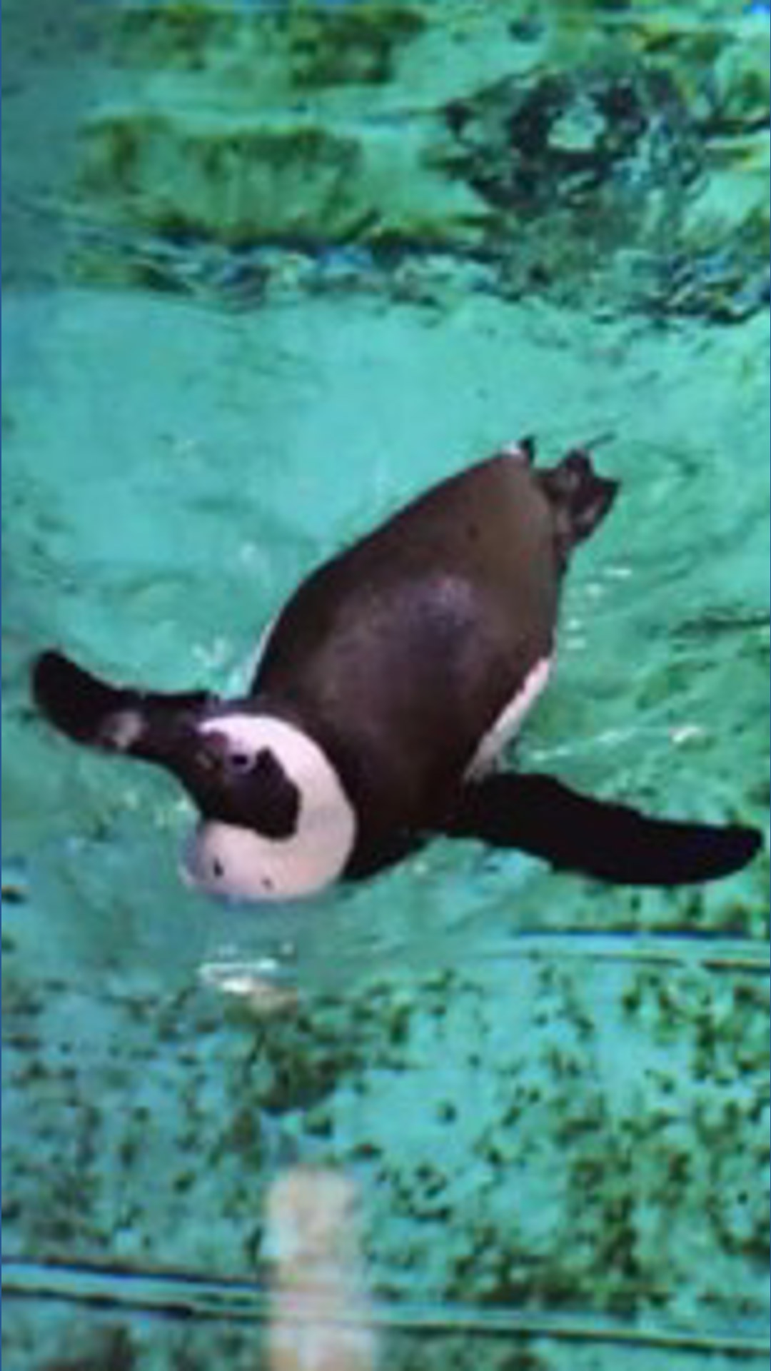 African Penguins get a “Geriatric” island at New England Aquarium to ...