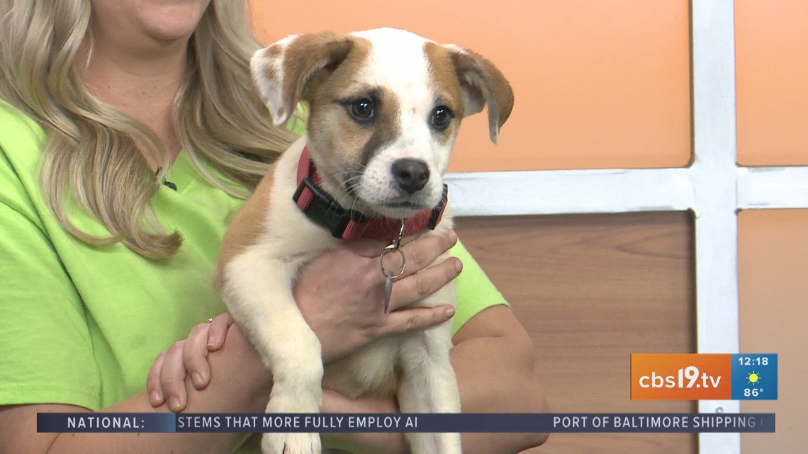 Meet Hester with the SPCA of East Texas | cbs19.tv