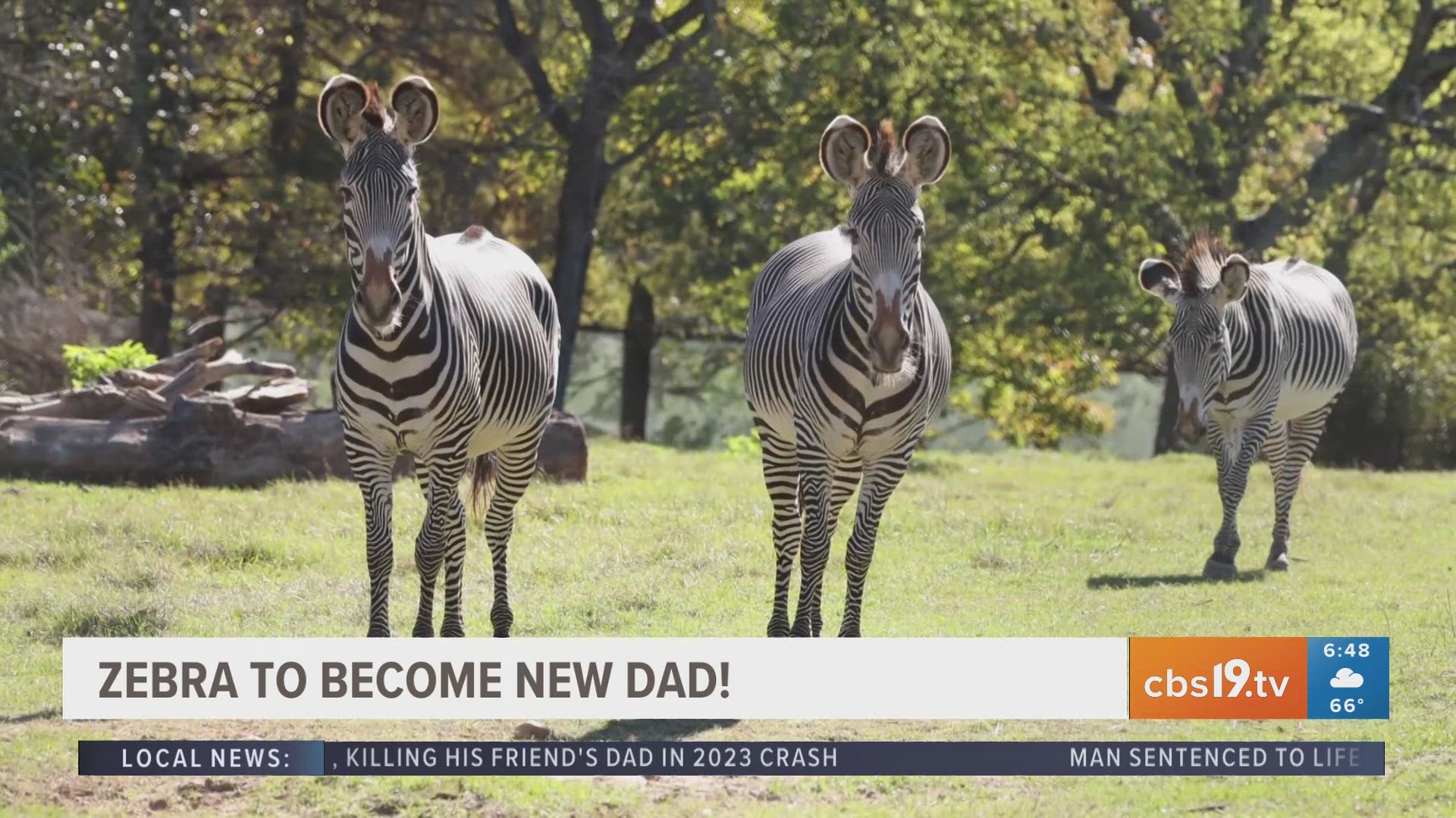 Celebrating Father's Day with the zebras | cbs19.tv