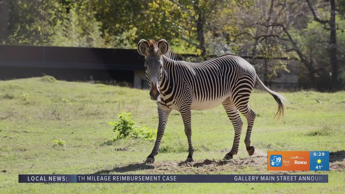 Stripes of conservation with the Grevy's Zebra | cbs19.tv