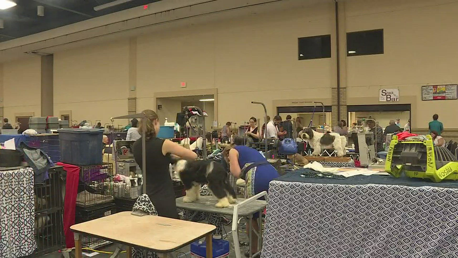 Longview Kennel Club hosts annual AKC Dog Show | cbs19.tv