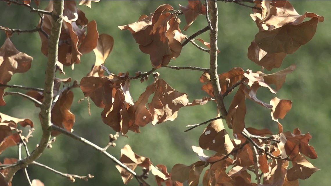 Heat, drought cause issues for local trees | cbs19.tv