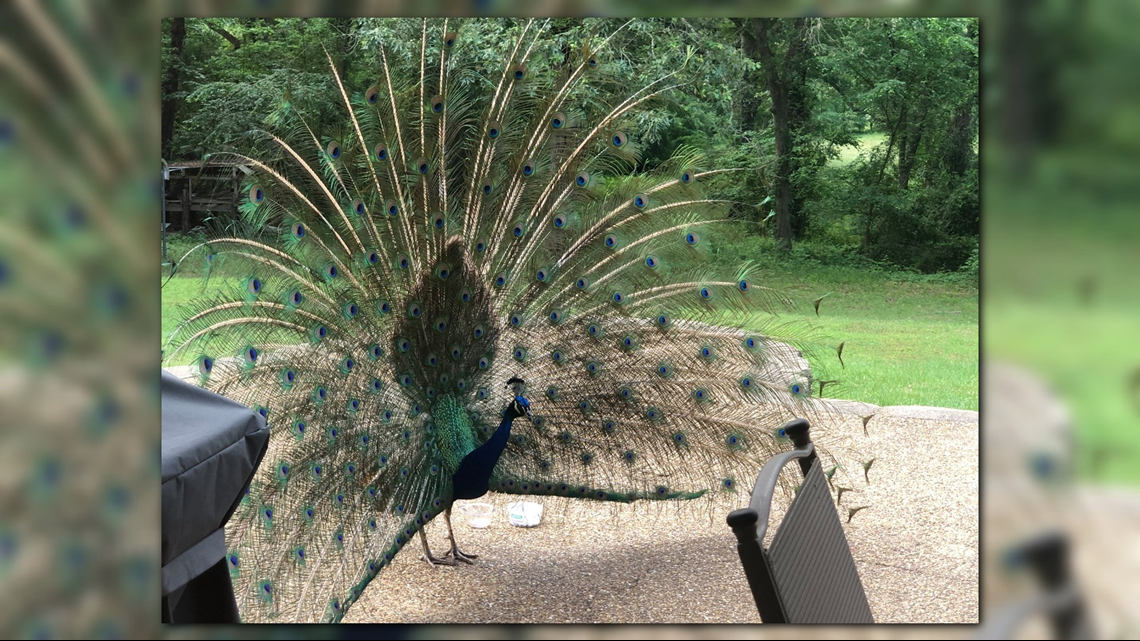 WATCH: Fred the Peacock calls East Texas home | cbs19.tv