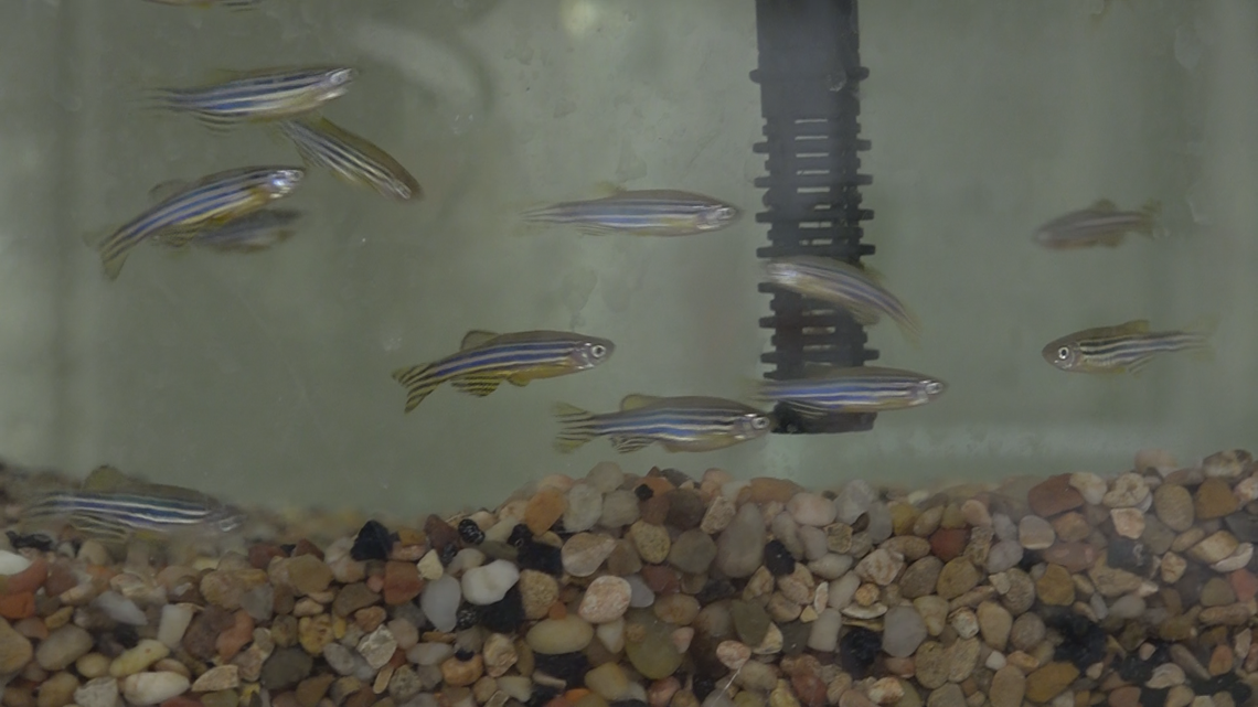 UT Tyler researchers use Zebrafish to learn about autism genetics ...