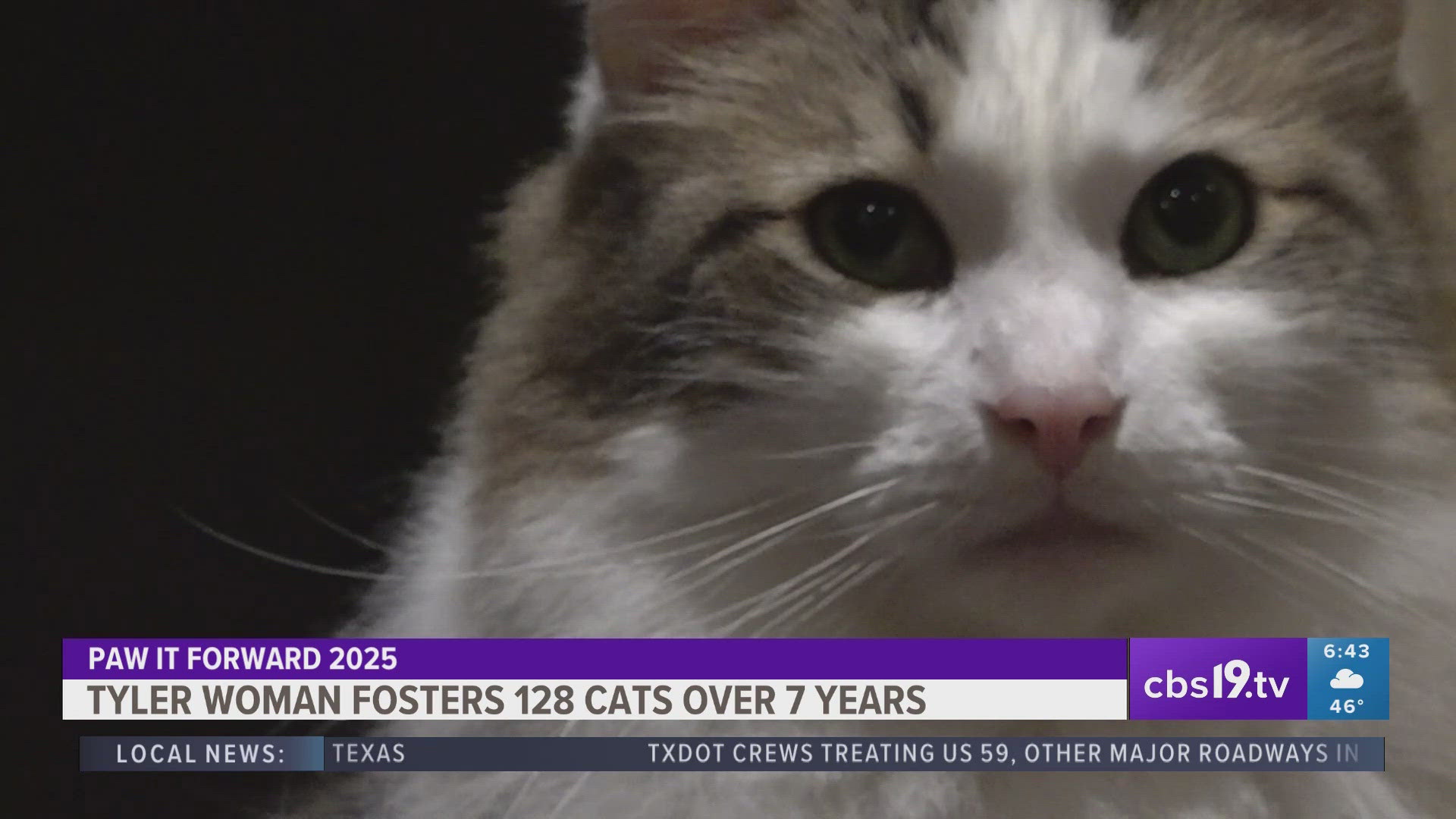 Woman fosters 128 cats from SPCA of East Texas over 7 years | cbs19.tv