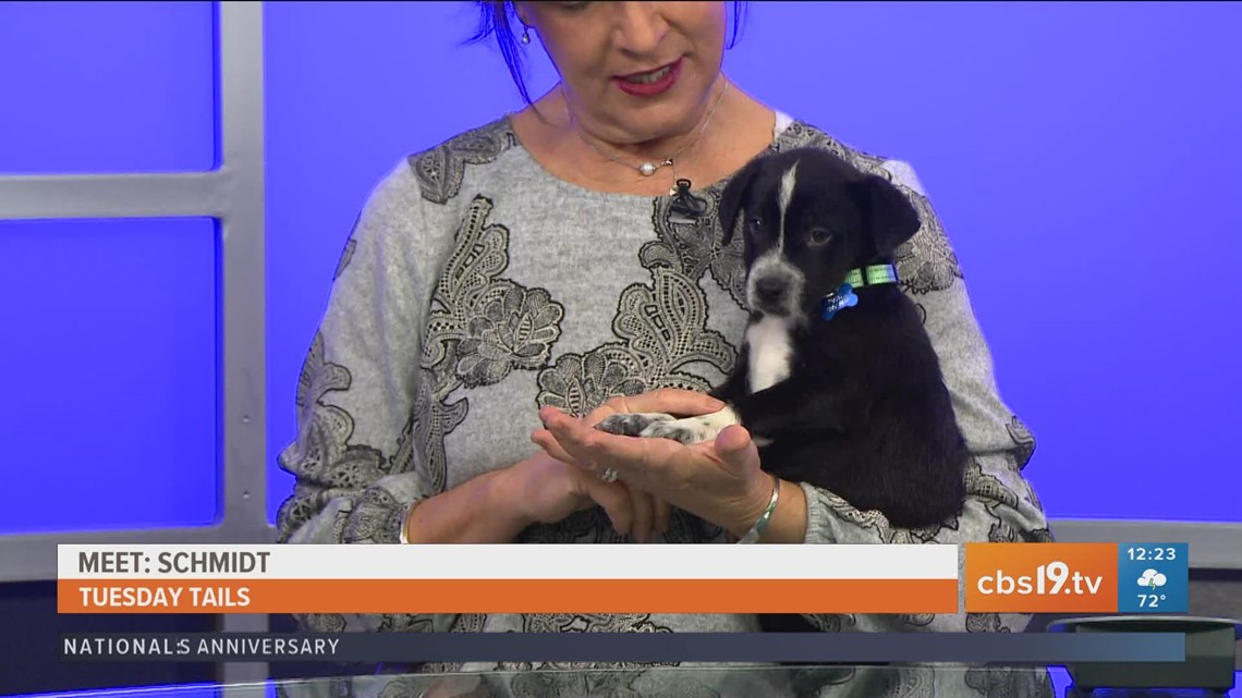 TUESDAY TAILS: Meet Schmidt from the SPCA of East Texas | cbs19.tv