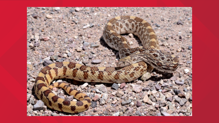 YOU SHOULD KNOW: Venomous vs. Non-venomous snakes in Texas | cbs19.tv