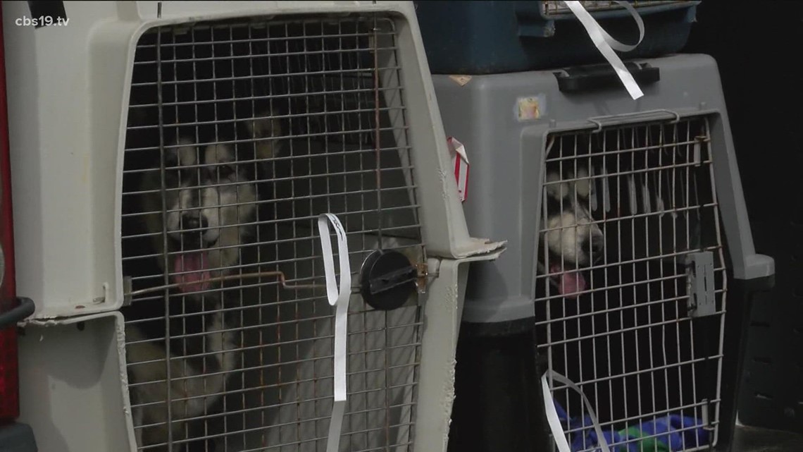 Pet dumping spikes during holiday season, SPCA of East Texas says ...