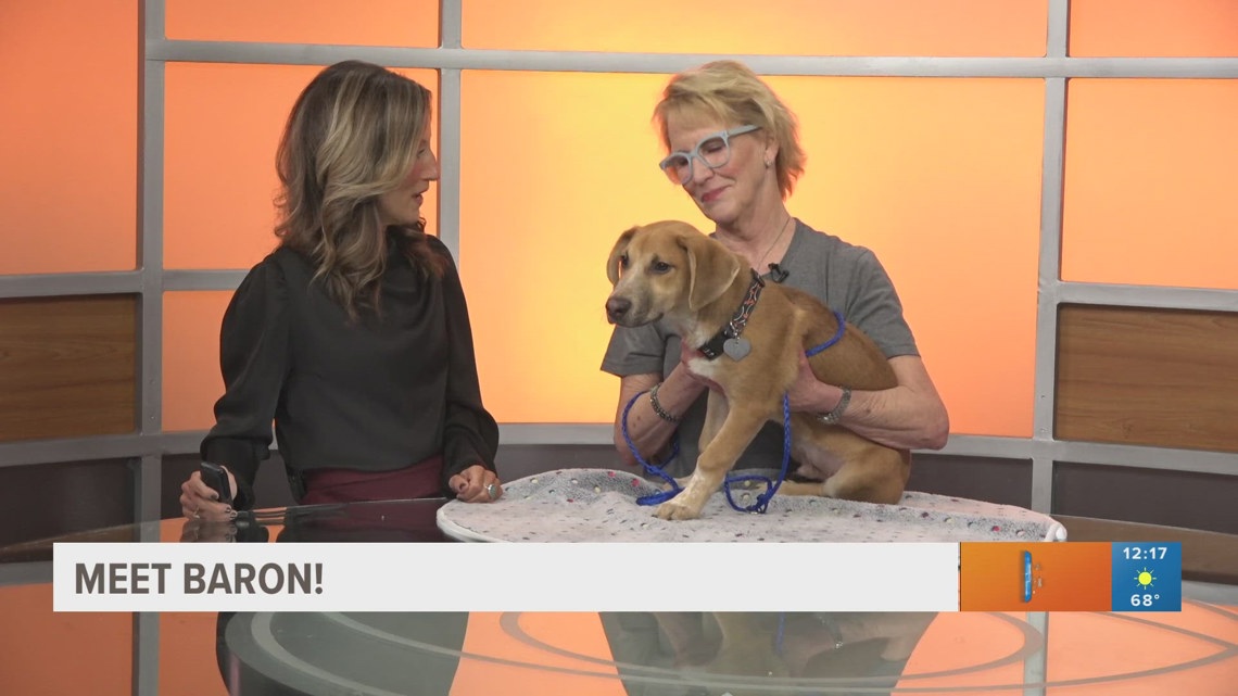 TUESDAY TAILS: Meet Baron from the SPCA of East Texas | cbs19.tv