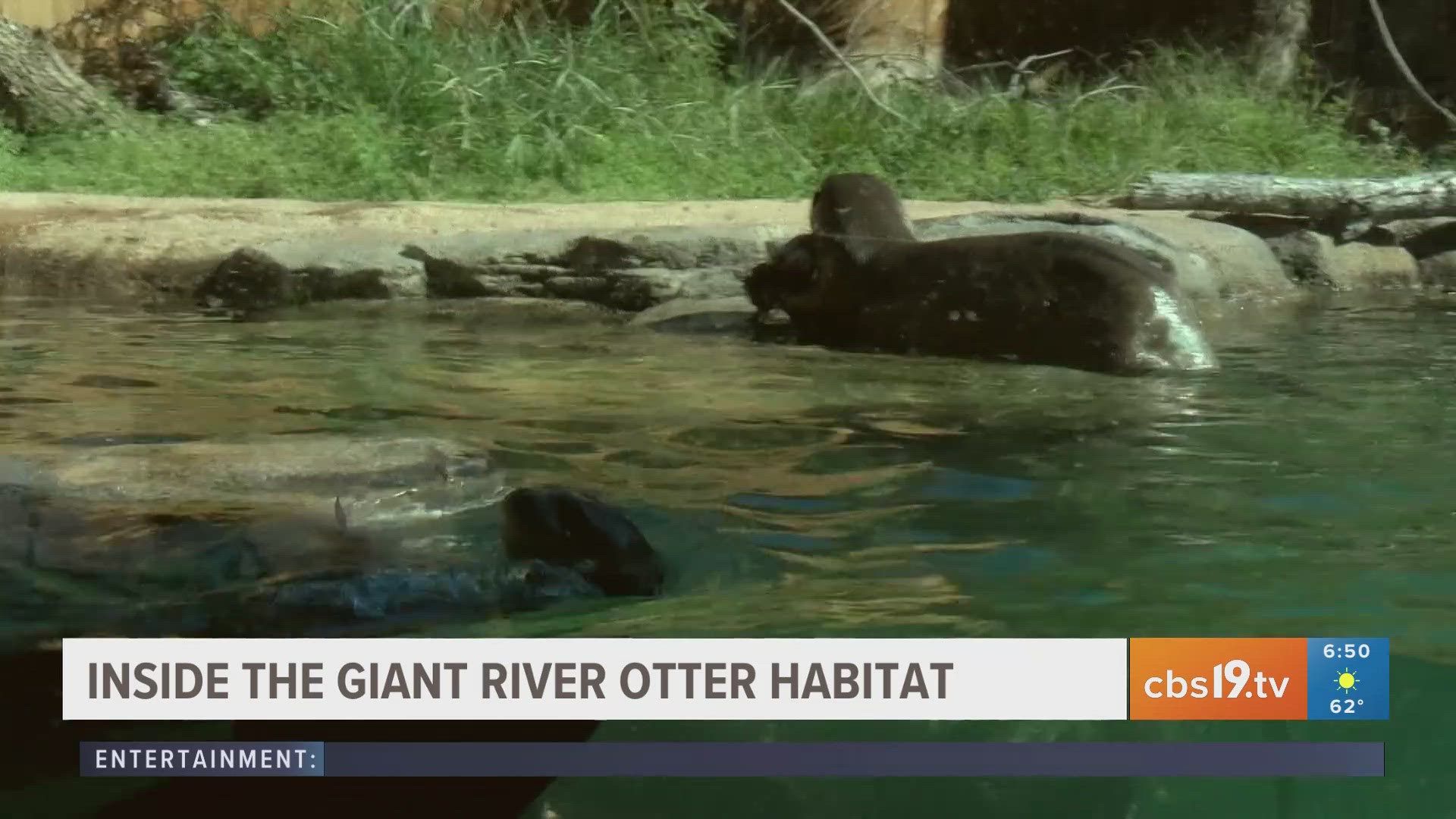 EXPLORING THE CALDWELL ZOO: Going inside giant river otter exhibit ...
