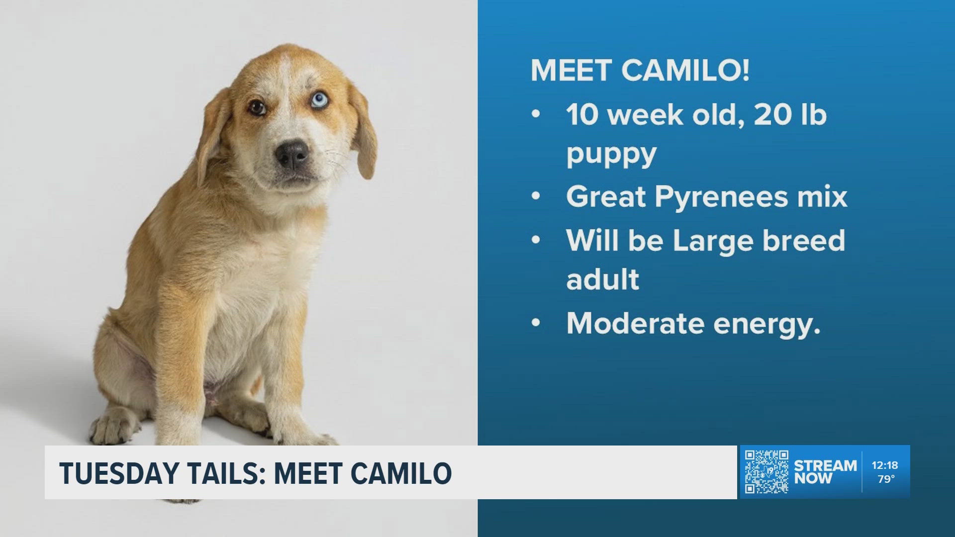 TUESDAY TAILS: Meet Camilo from the SPCA of East Texas | cbs19.tv