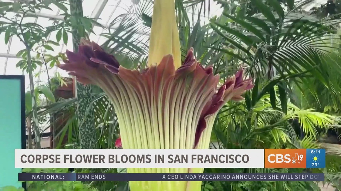 Corpse flower blooms in California | cbs19.tv
