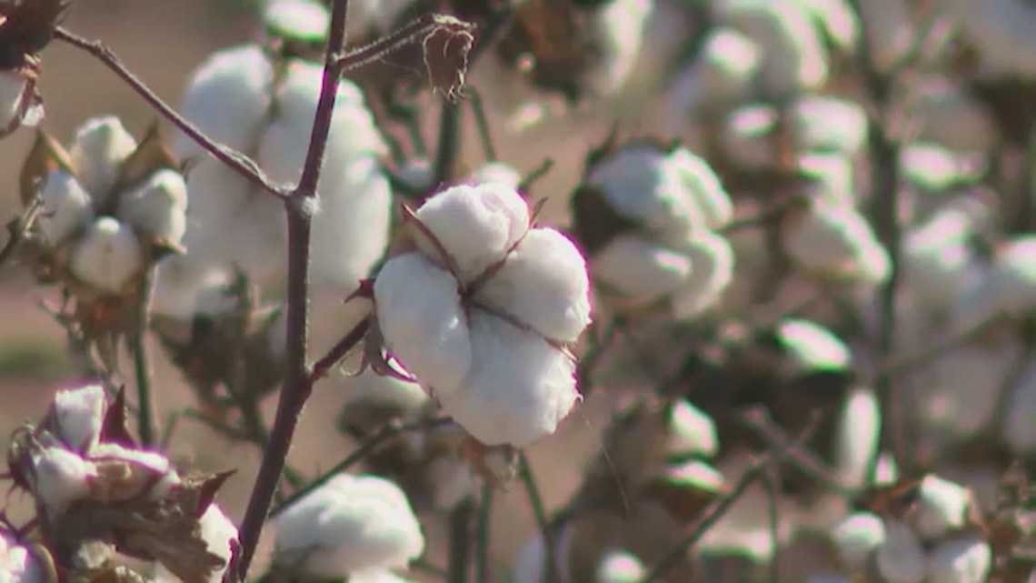 Invasive insect threatens Texas’s cotton crops | cbs19.tv