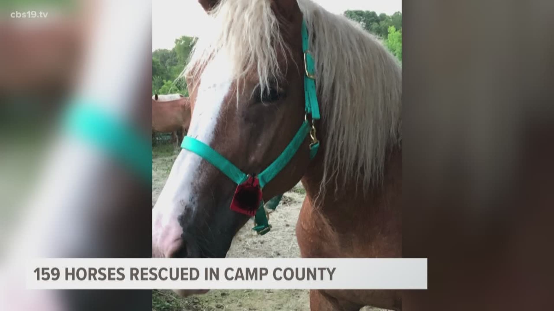 Rescued Camp County horses recovering at undisclosed location | cbs19.tv