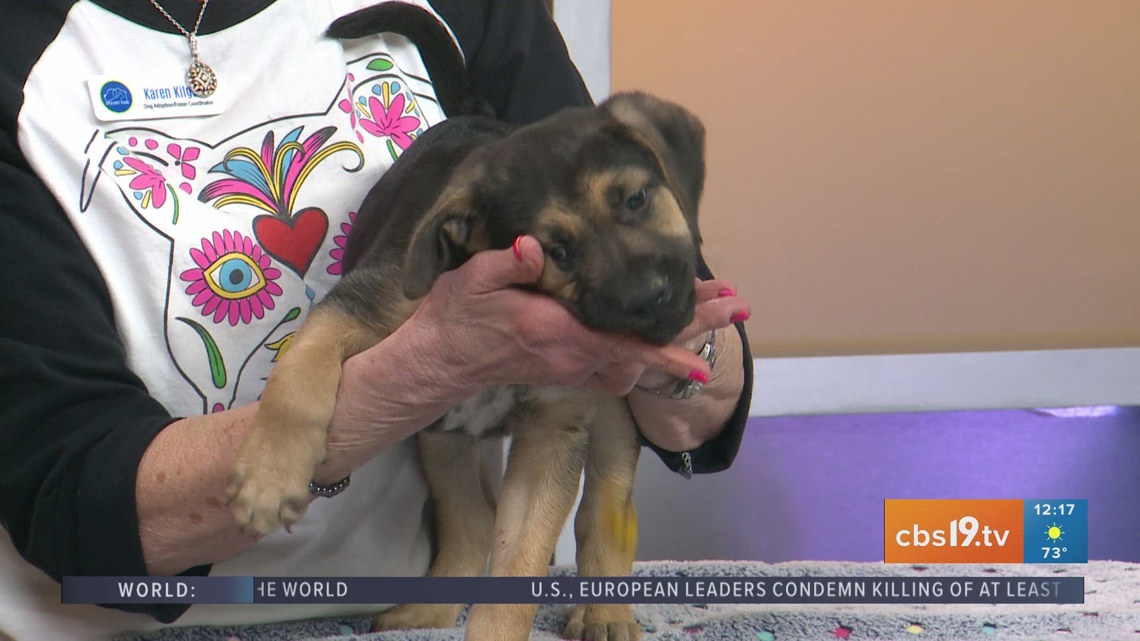 TUESDAY TAILS: Meet Kickflip from the SPCA of East Texas | cbs19.tv
