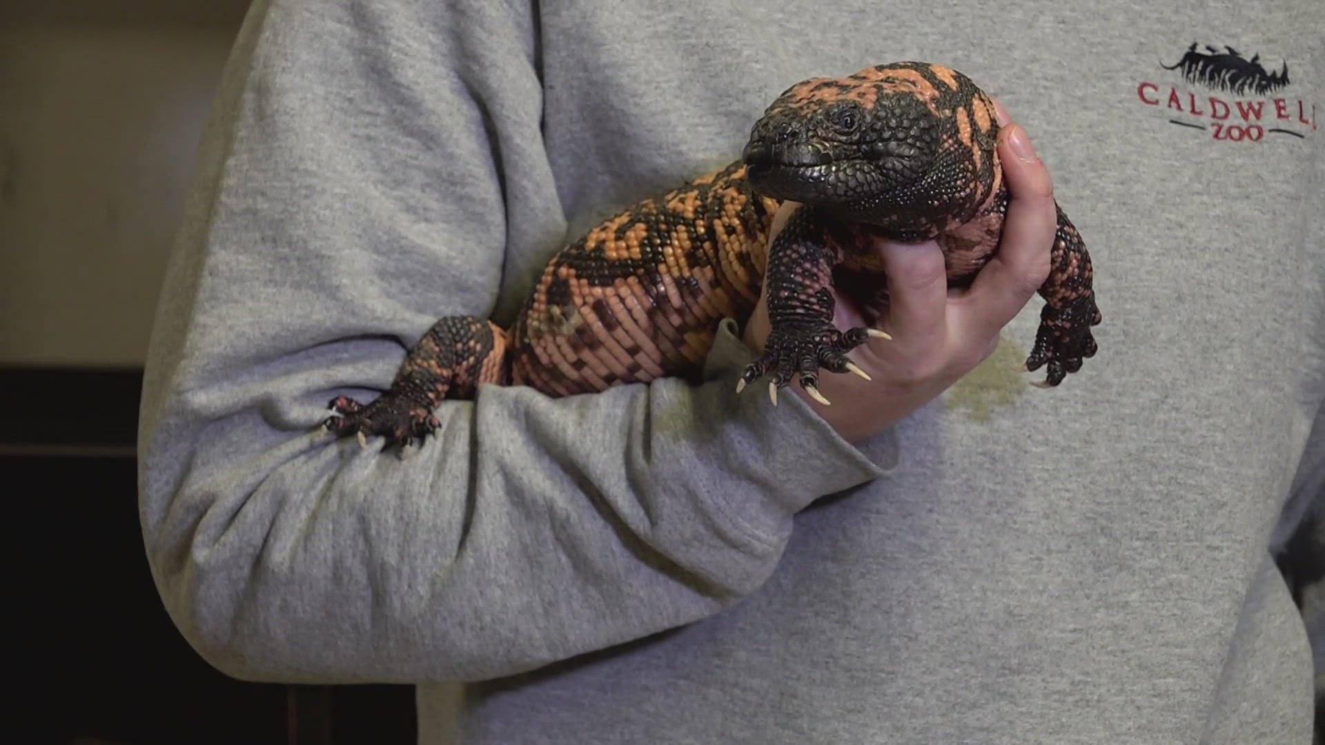 EXPLORING THE CALDWELL ZOO: Real-life superhero lizard helping science ...