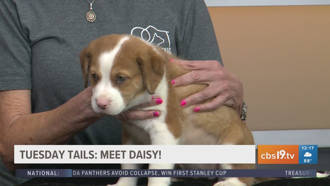 TUESDAY TAILS: Meet Daisy from the SPCA of East Texas | cbs19.tv