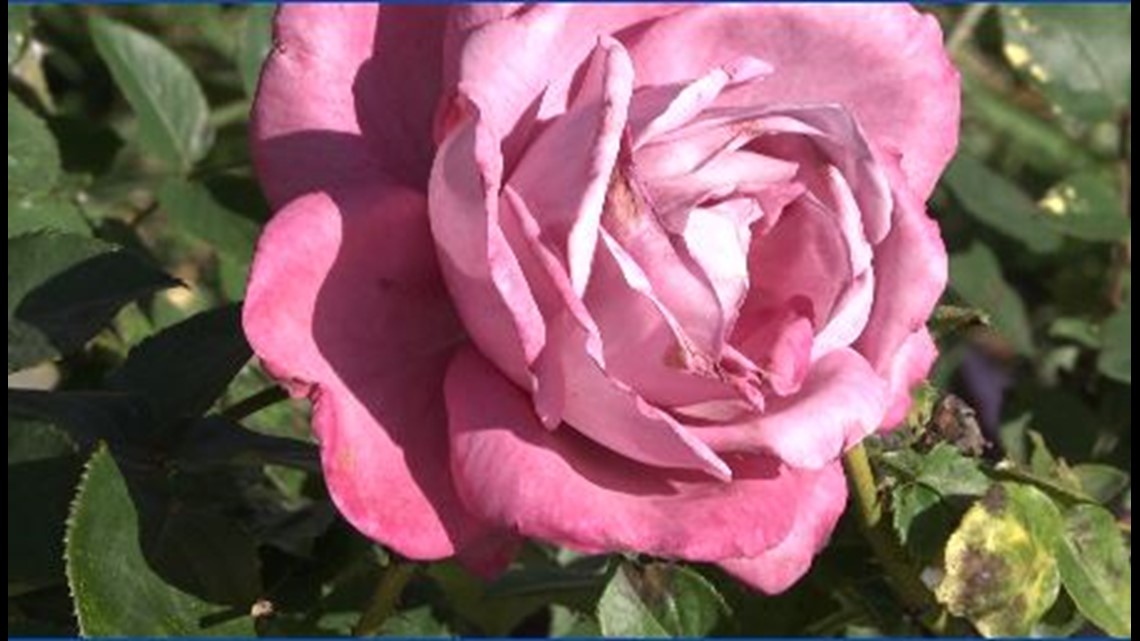 Tyler rose Garden officially a Great Place in Texas | cbs19.tv