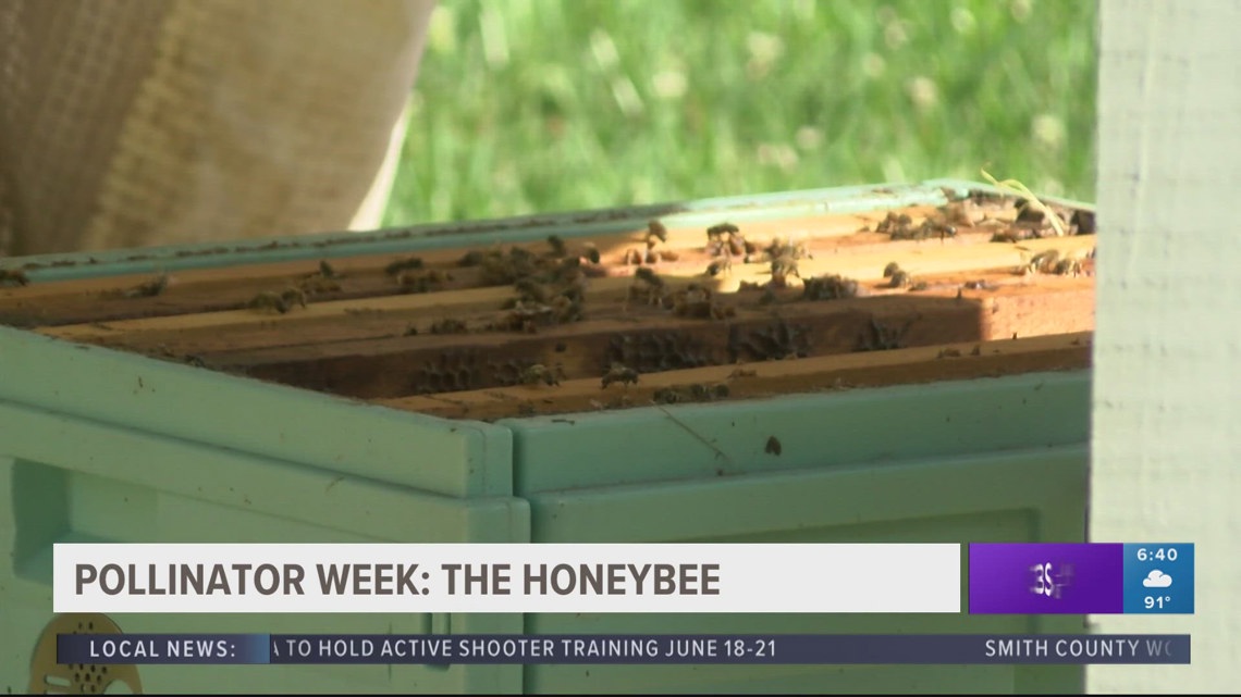 Keep Tyler Beautiful to host interactive Bee Day in the Garden | cbs19.tv