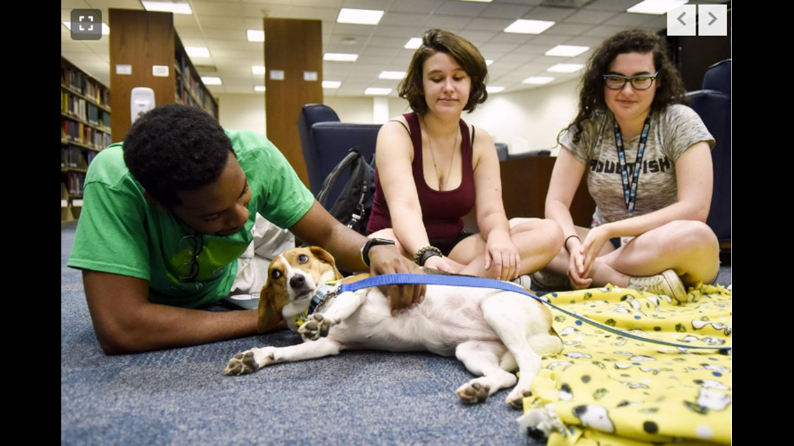 UT Tyler students get a little furry relief thanks to Therapets | cbs19.tv