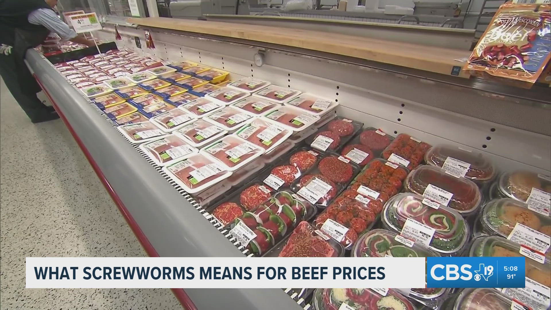 Experts warn screwworm outbreak could raise beef prices over time ...