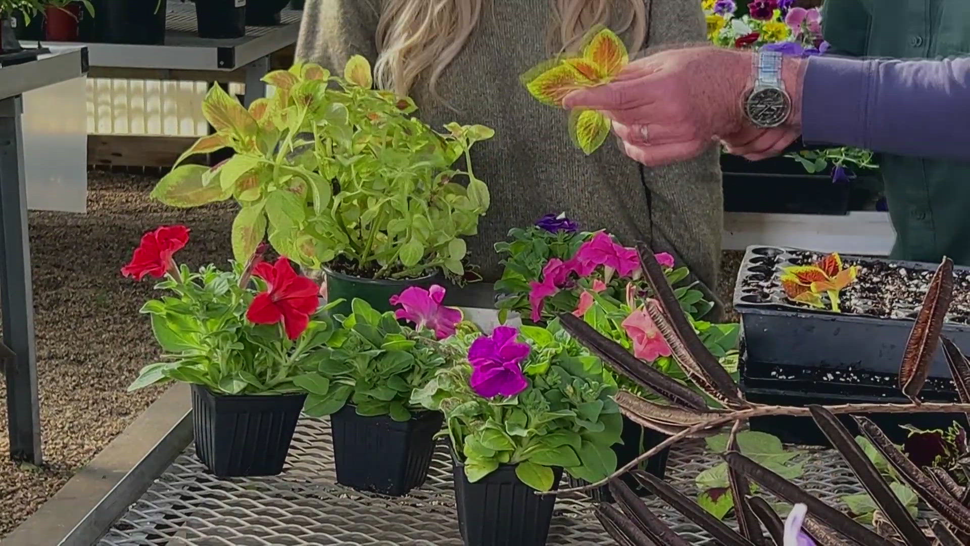 EXPLORING THE CALDWELL ZOO: Greenhouses nurture plants throughout ...