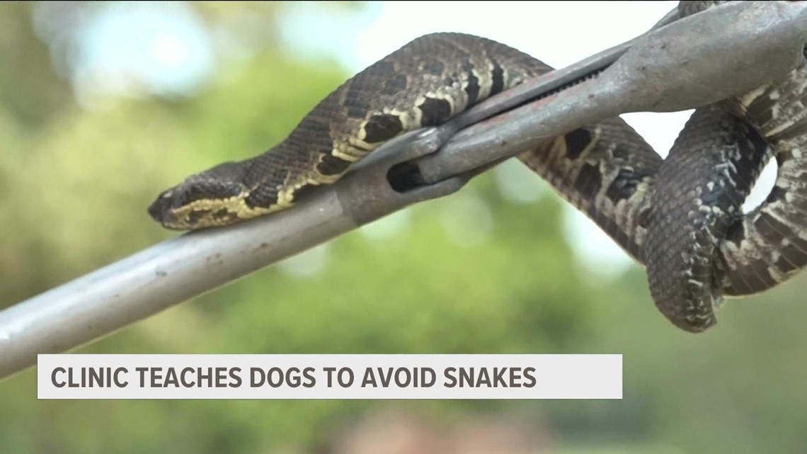 Can Dogs Avoid Snakes