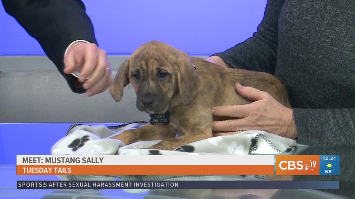 TUESDAY TAILS: Meet Mustang Sally from the SPCA of East Texas | cbs19.tv