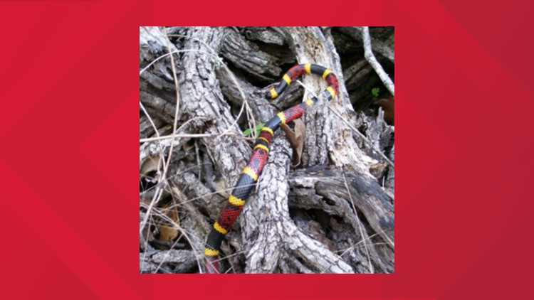 YOU SHOULD KNOW: Venomous vs. Non-venomous snakes in Texas | cbs19.tv