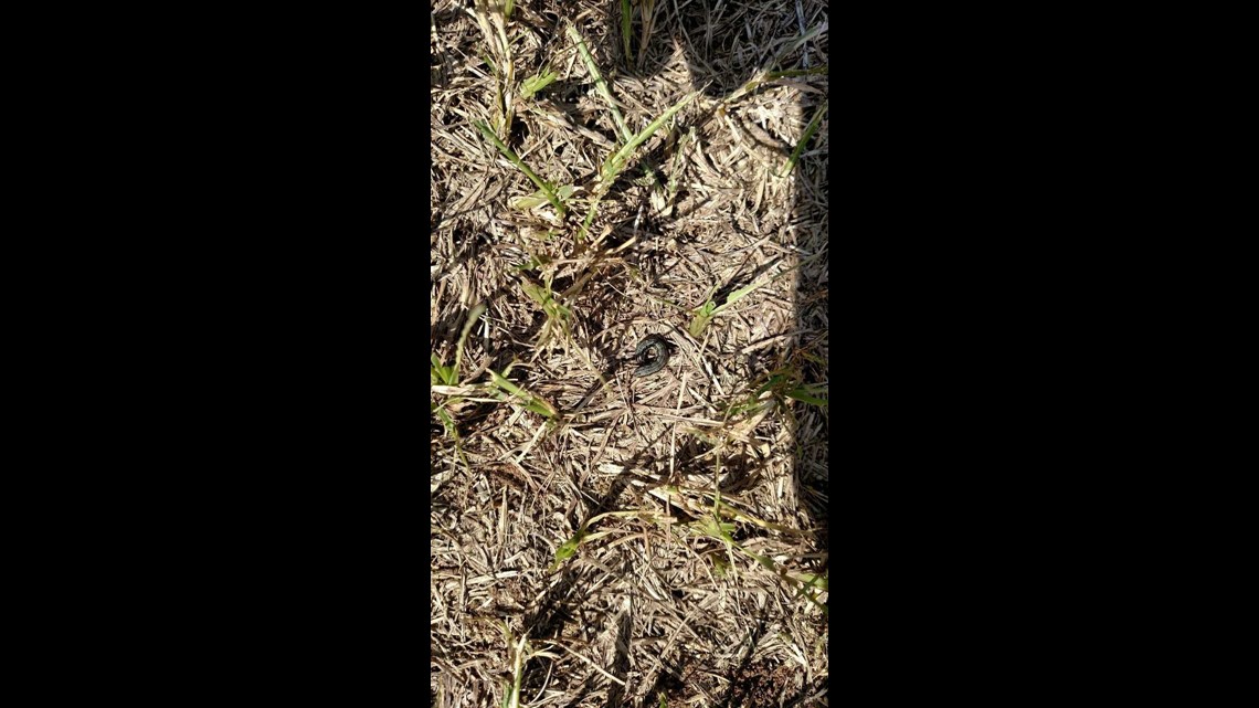 Armyworms are marching across ETX | cbs19.tv