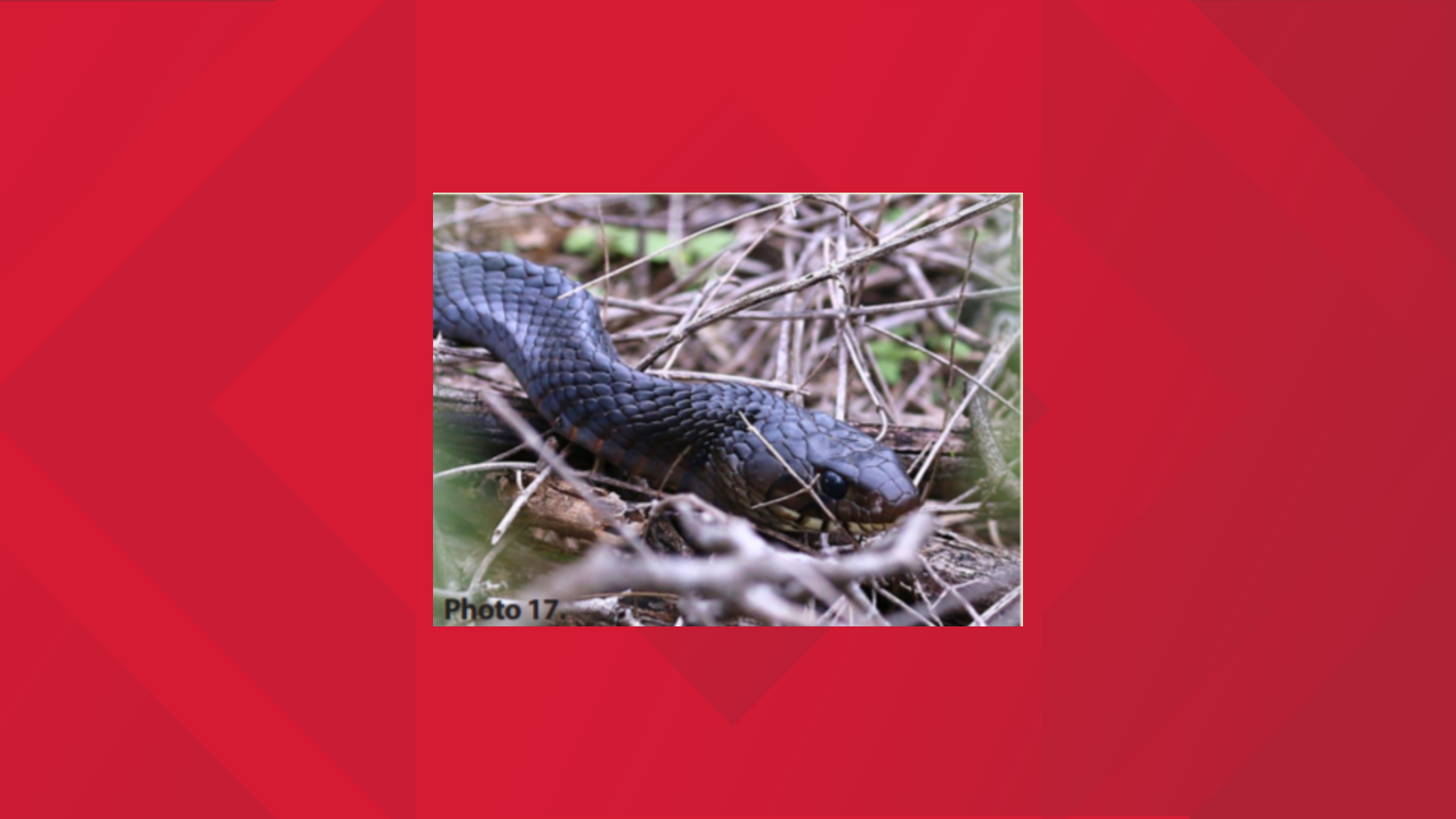 YOU SHOULD KNOW: Venomous vs. Non-venomous snakes in Texas | cbs19.tv