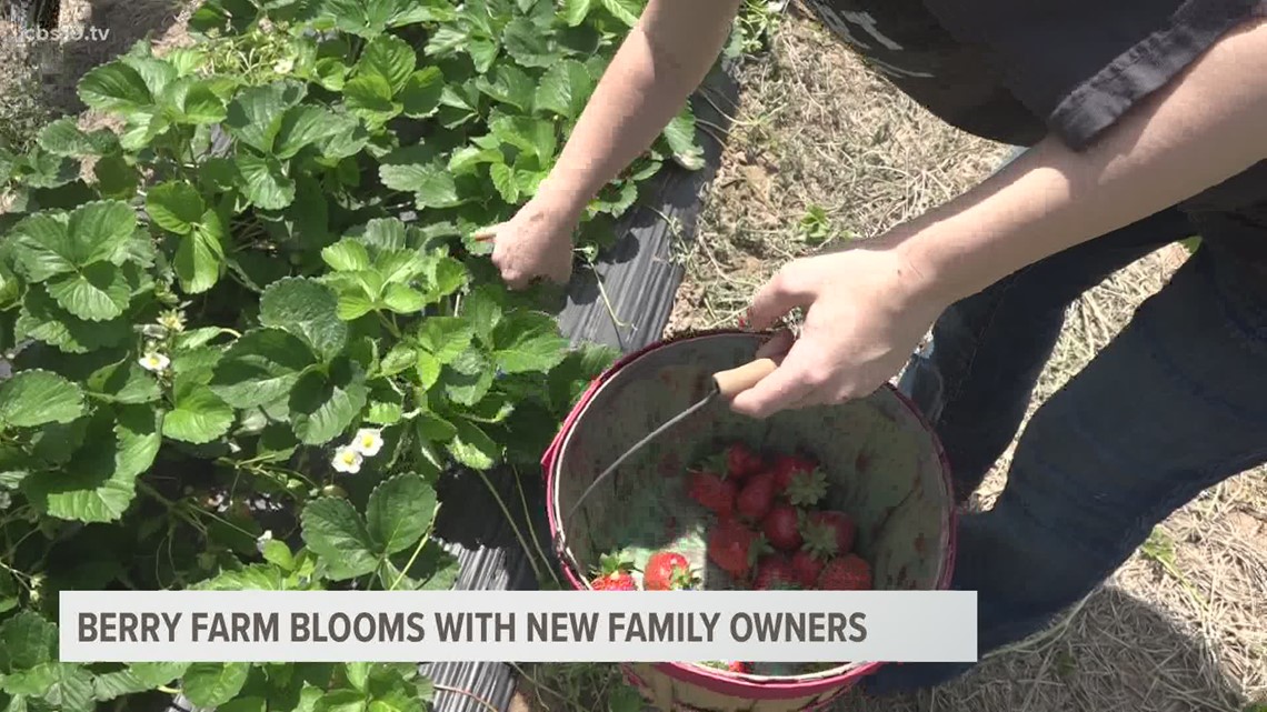 Berry farm blooms under new family ownership | cbs19.tv